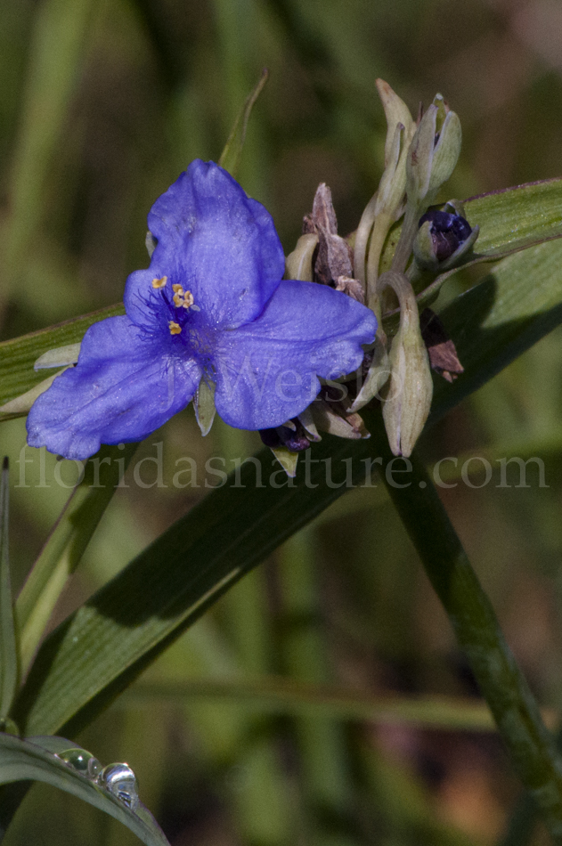 Florida's Wildflowers - Blues and Purples